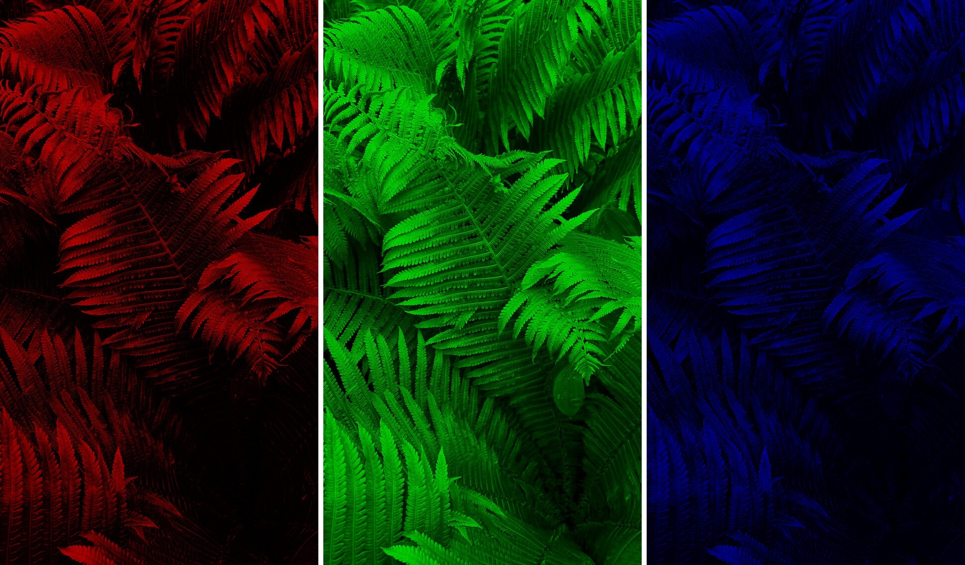 Extract RGB Color Channels From A JPG Online JPG Tools